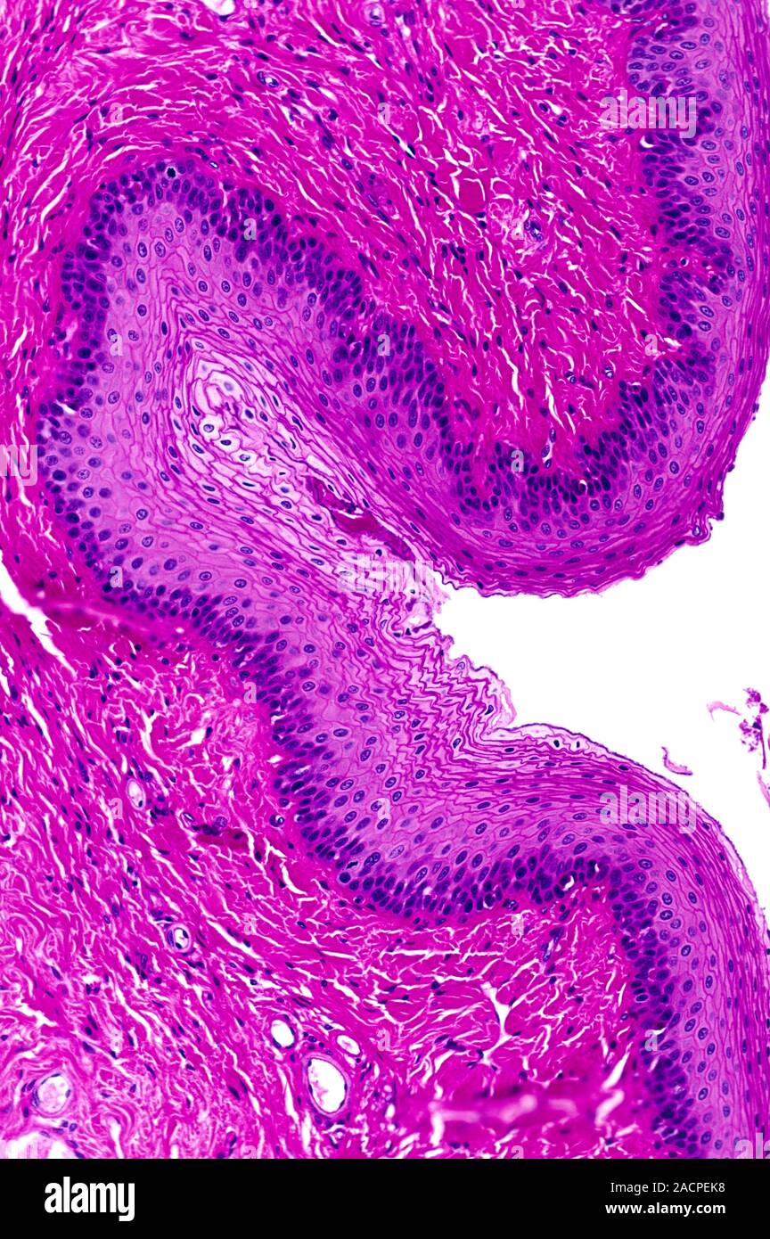 L'épithélium pavimenteux stratifié. Microphotographie lumière d'une ...