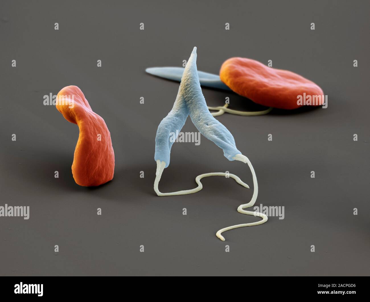 La leishmaniose les protozoaires et les cellules sanguines. Couleur de ...