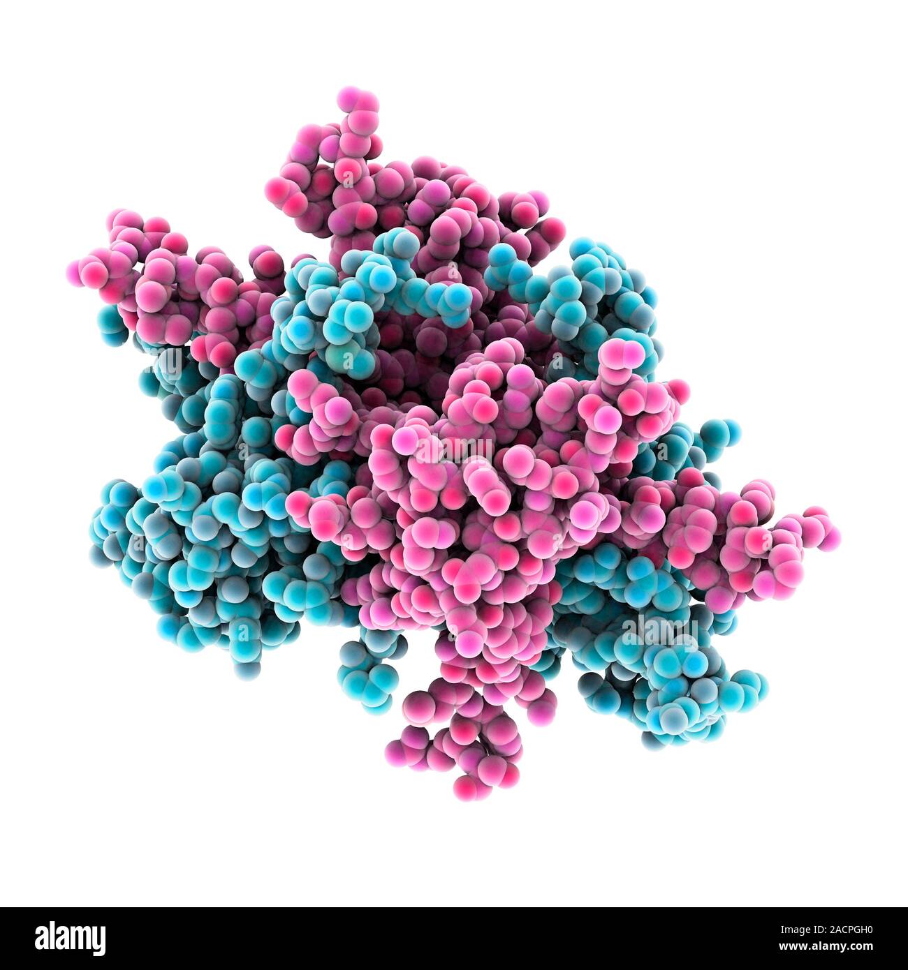 L'ADN simple brin-binding protein, le modèle moléculaire. La fonction ...