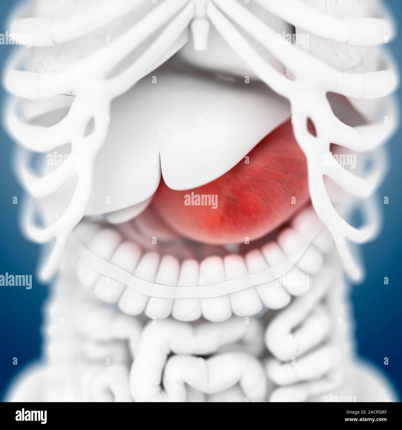 Anatomie de l'estomac. Artwork montrant la position de l'estomac (rouge ...