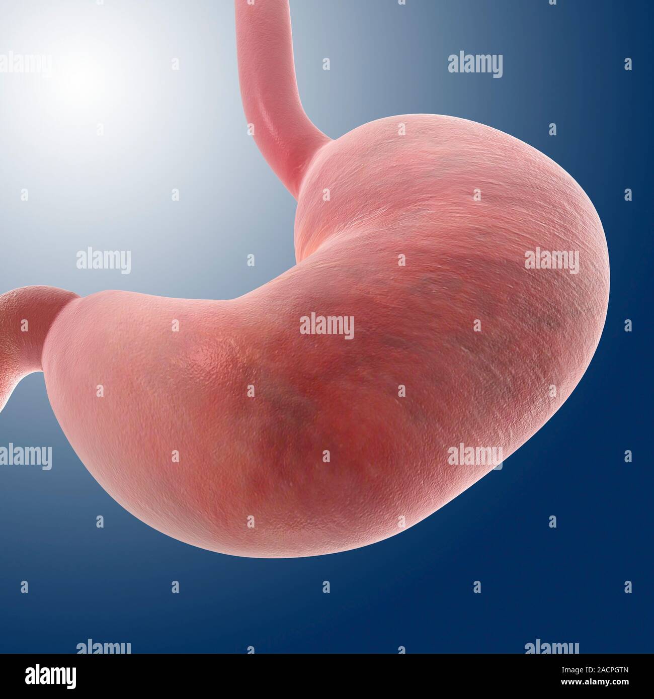 Anatomie de l'estomac, des illustrations. L'estomac est l'organe qui ...