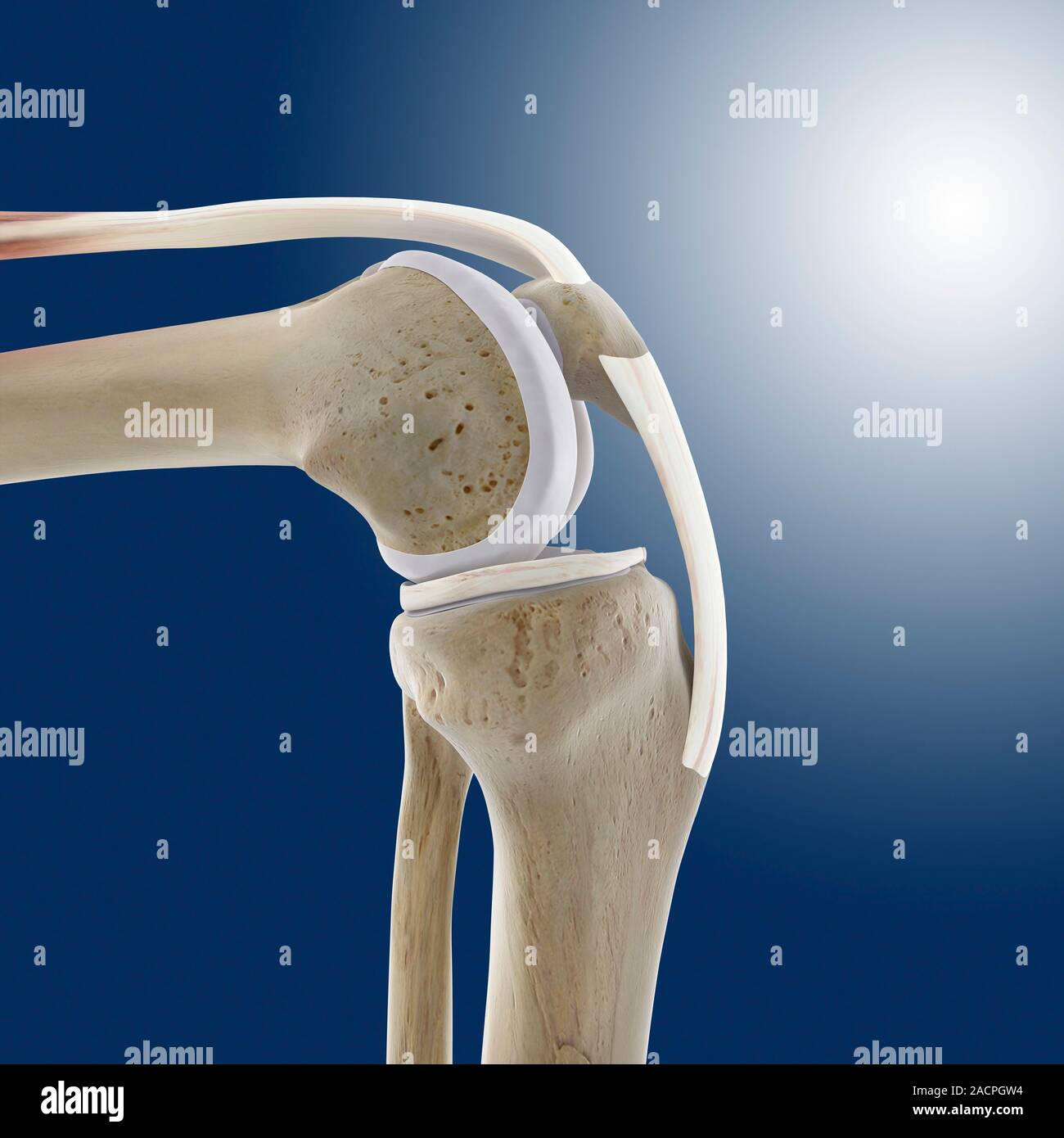 Flexion du genou anatomie. Artwork d'un côté (latéral) vue de l'os et ...