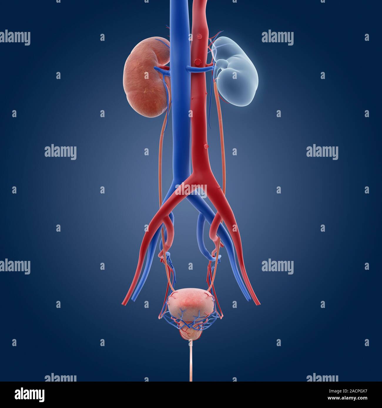 Anatomie du rein unique. Artwork montrant une vue antérieure (frontale ...