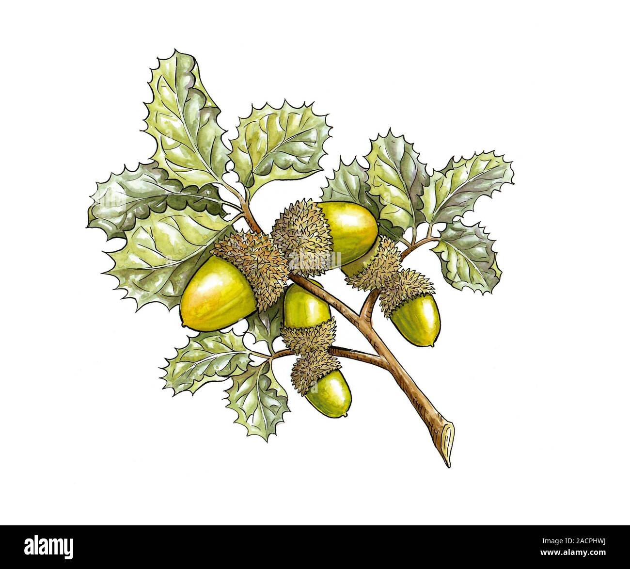 Chêne kermès (Quercus coccifera). Illustrations d'un gland d'une ...