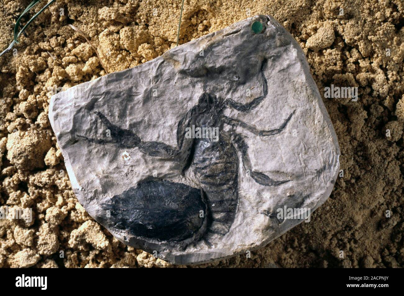 Senior Cyclophthalmus, insecte fossile. Ce scorpion-comme des insectes ...
