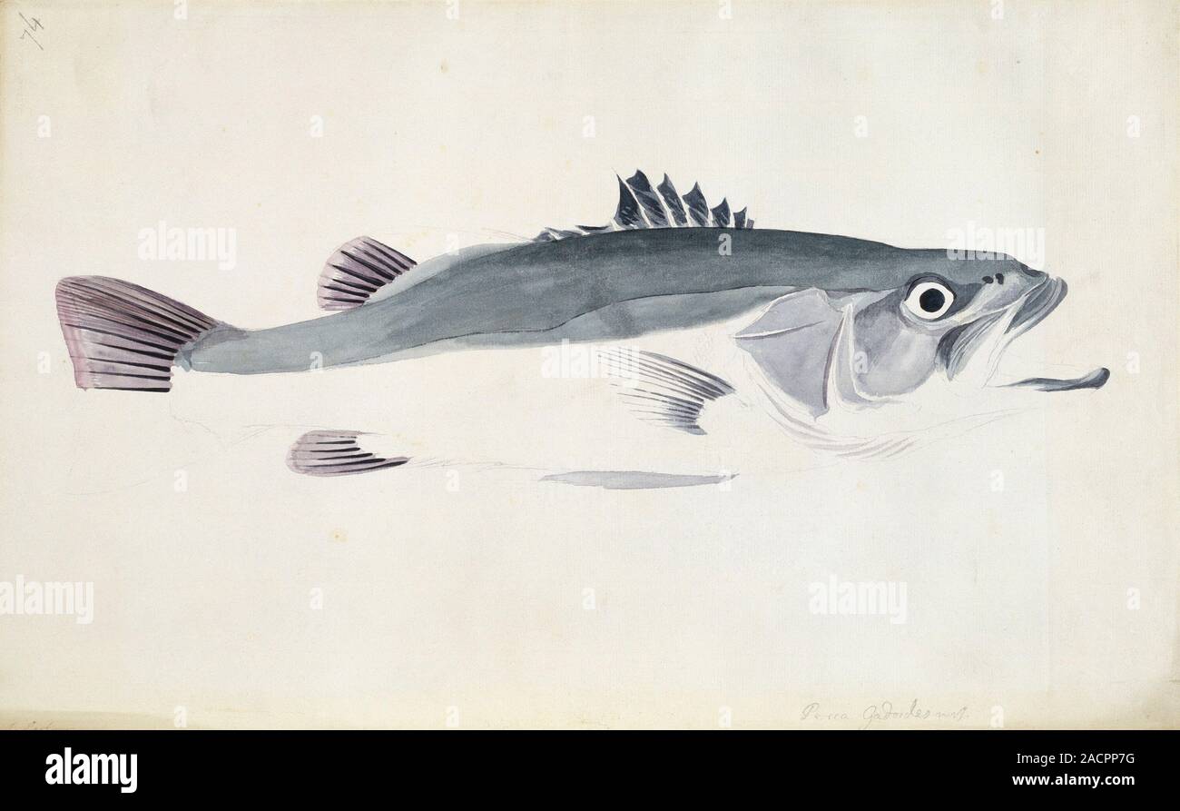 Hapuku (Polyprion oxygeneios), 18e siècle. Ce poisson ne se trouve sur ...