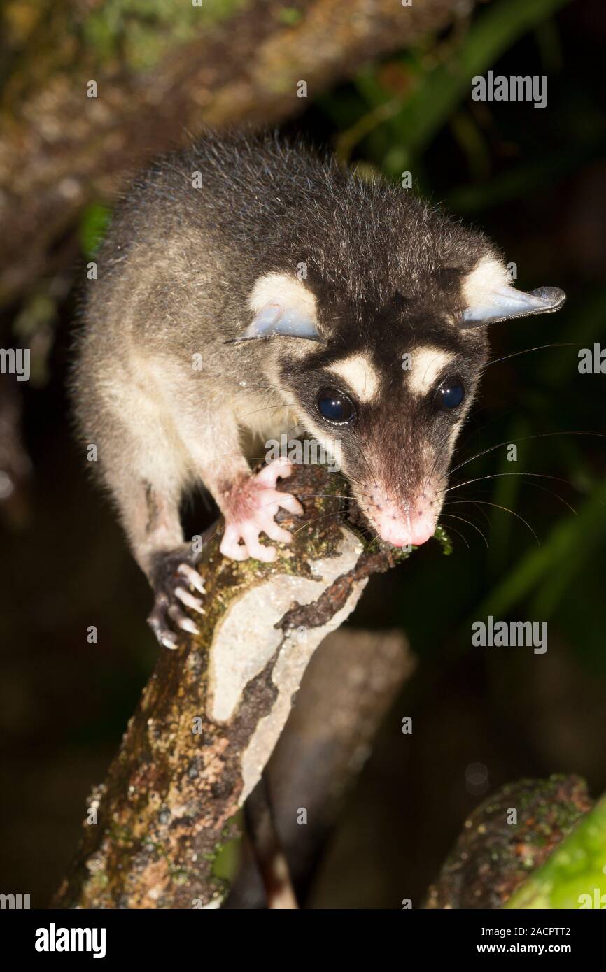 Quatre-eyed opossum. Quatre gris et noir-eyed (Philander opossum sp ...
