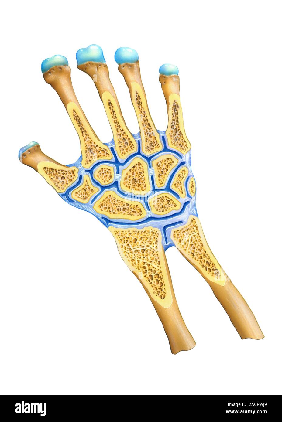 Anatomie des articulations du poignet. Les os de l'oeuvre (jaune) et ...
