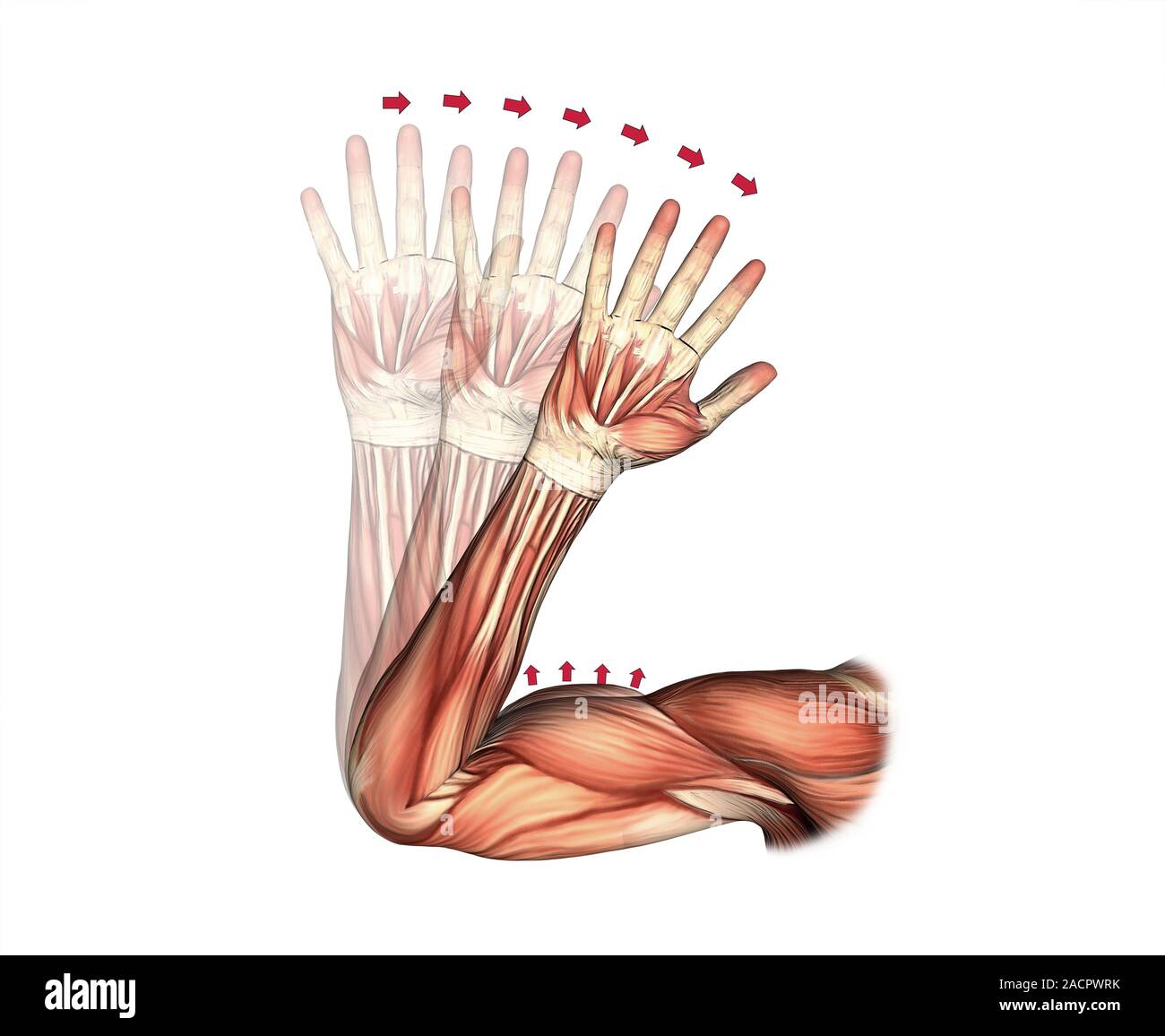 Flexion du coude. Artwork des muscles du bras de l'avant, avec des ...
