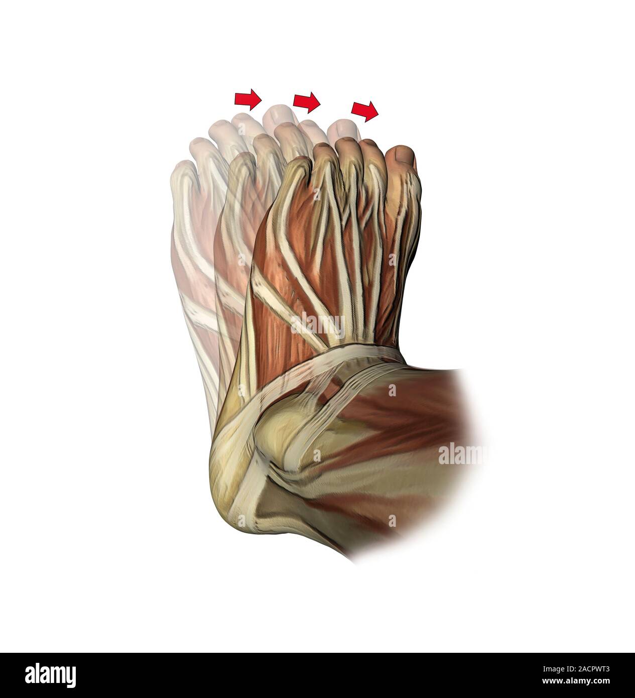 Inversion du pied. De l'oeuvre les muscles du pied d'en haut, avec des ...