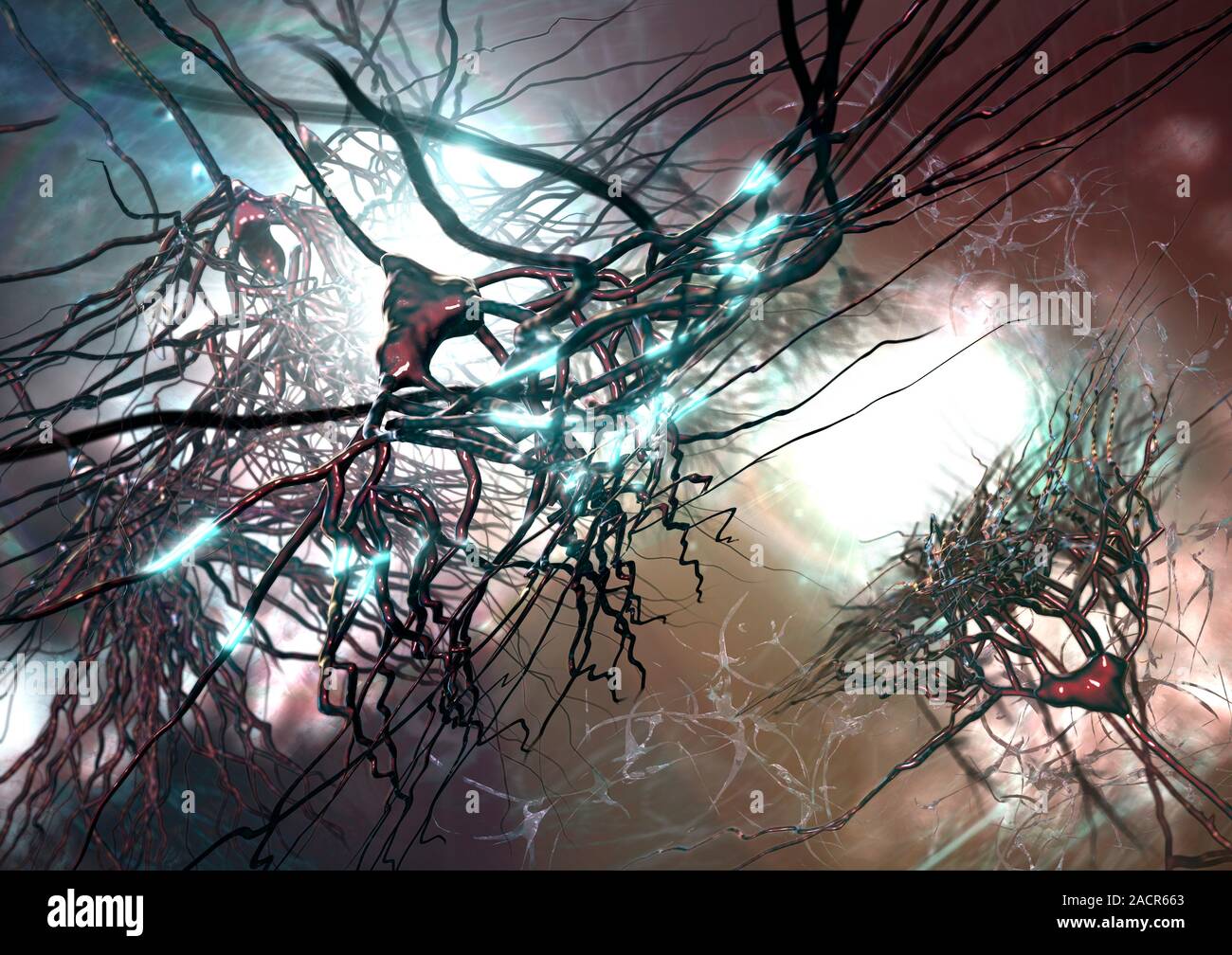 Les neurones pyramidaux. L'oeuvre de l'ordinateur de l'intelligence ...