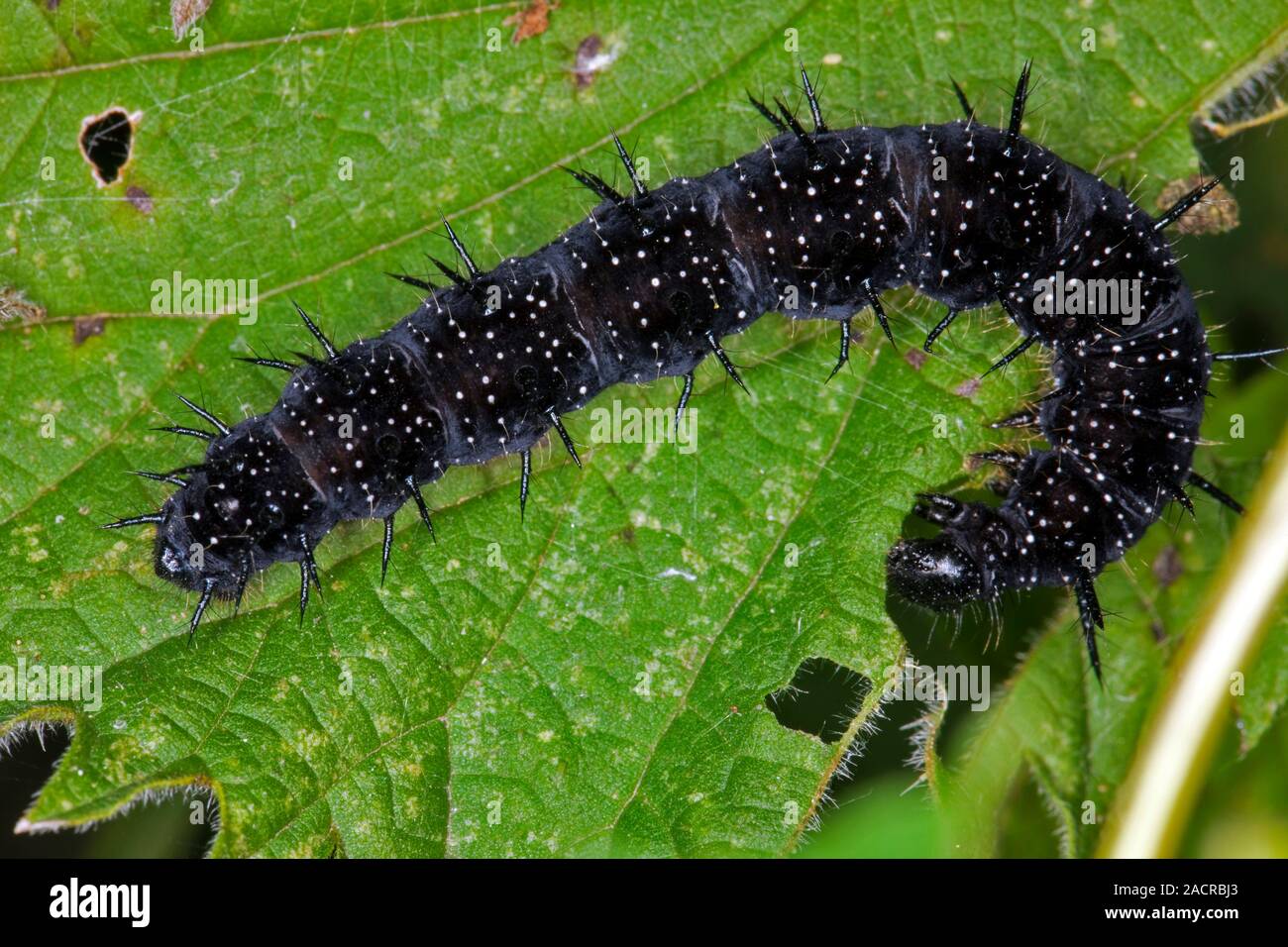 Peacock butterfly Caterpillar. Stade larvaire dans le cycle de vie du ...