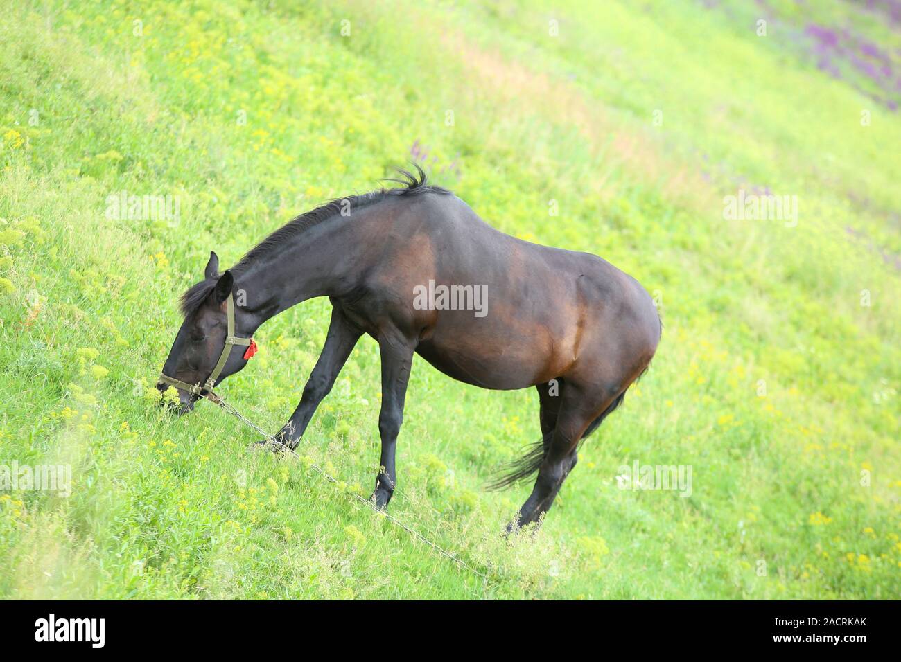 Pré cheval Banque de photographies et d’images à haute résolution - Alamy