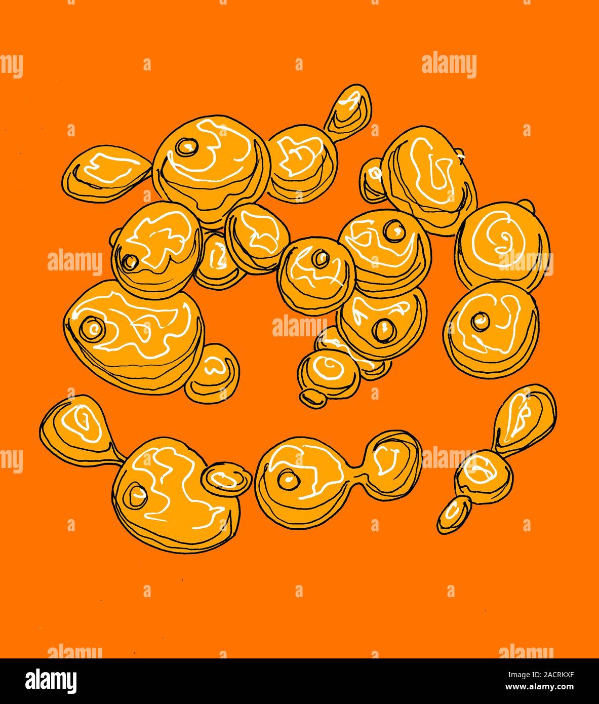 Les cellules de levure. Illustration de cellules de Brewer's, ou ...