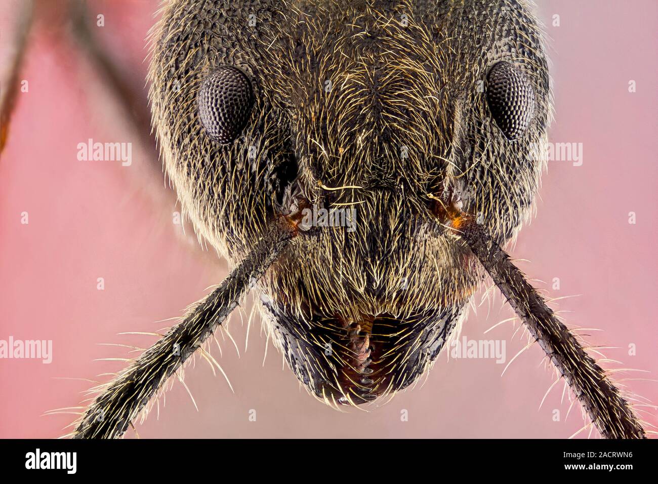 Tête de Ant. Gros plan de la tête d'une fourmi (famille Formicidae ...