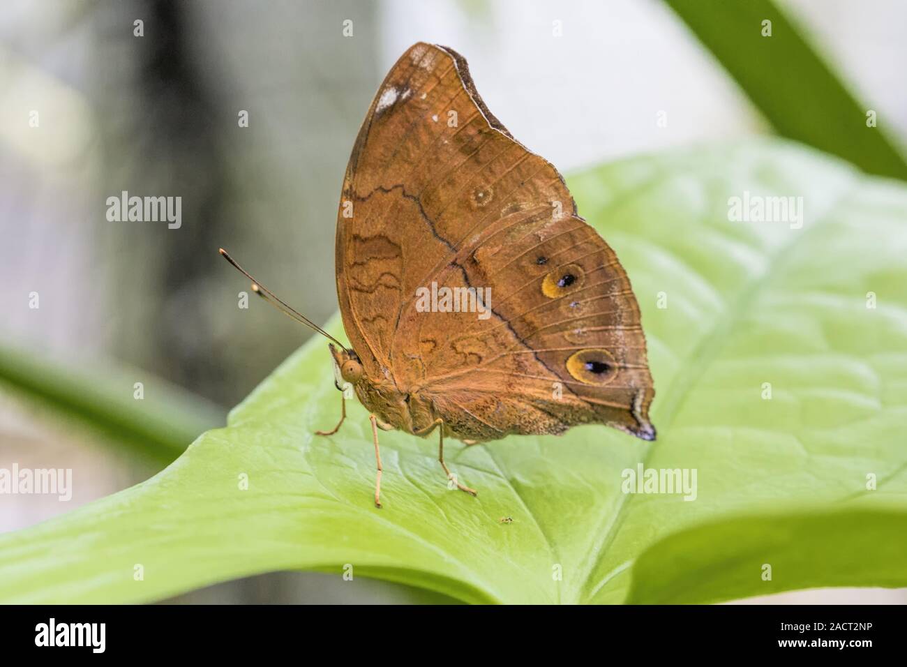 Vindula arsinoe Banque de photographies et d’images à haute résolution ...