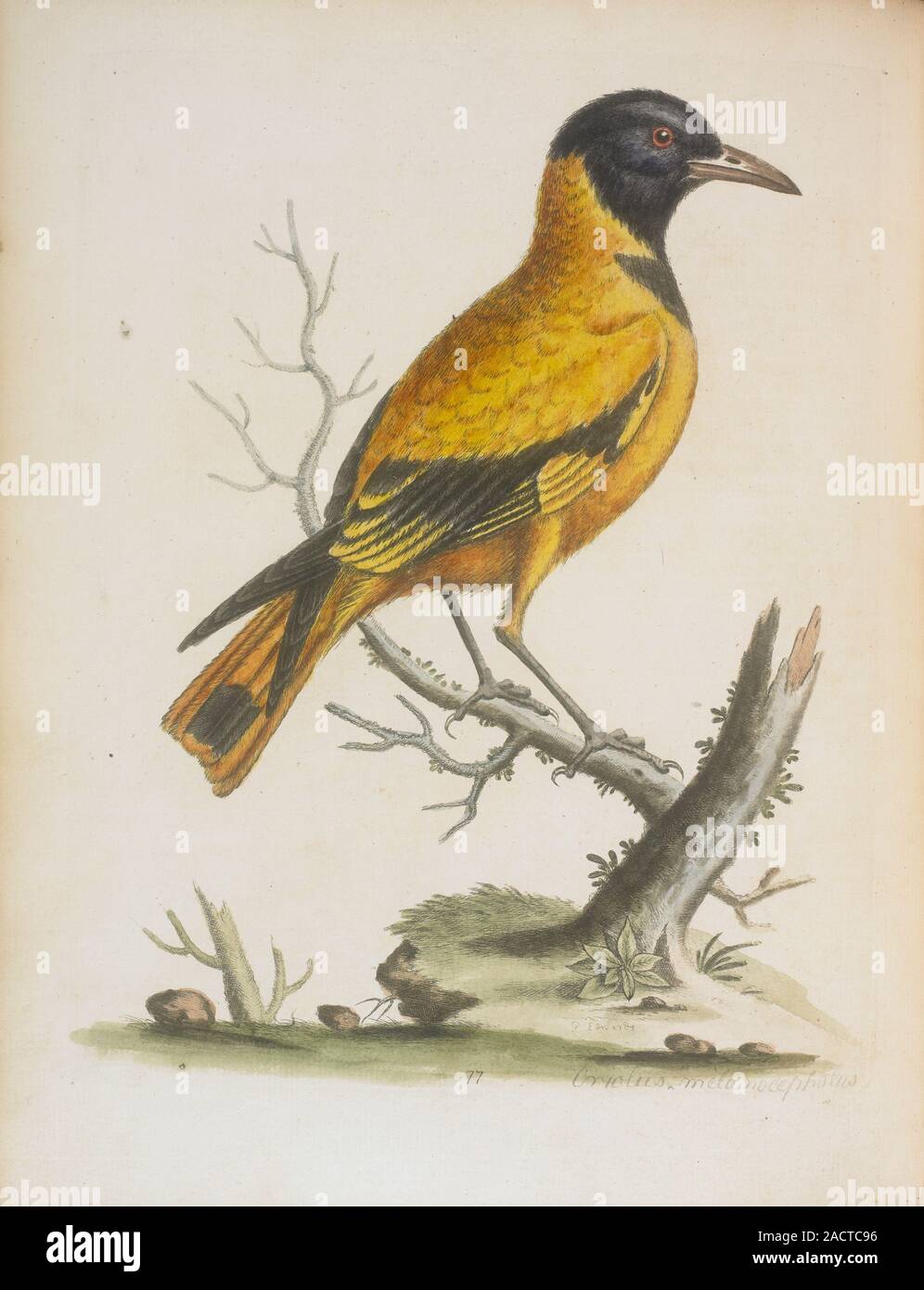 L'Indien à tête noire un ictère. Image réalisée à partir d'une histoire ...