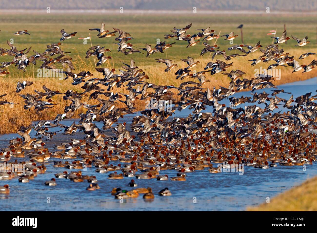 Troupeau de canards d'Eurasie (Anas penelope). Ce canard de surface se ...