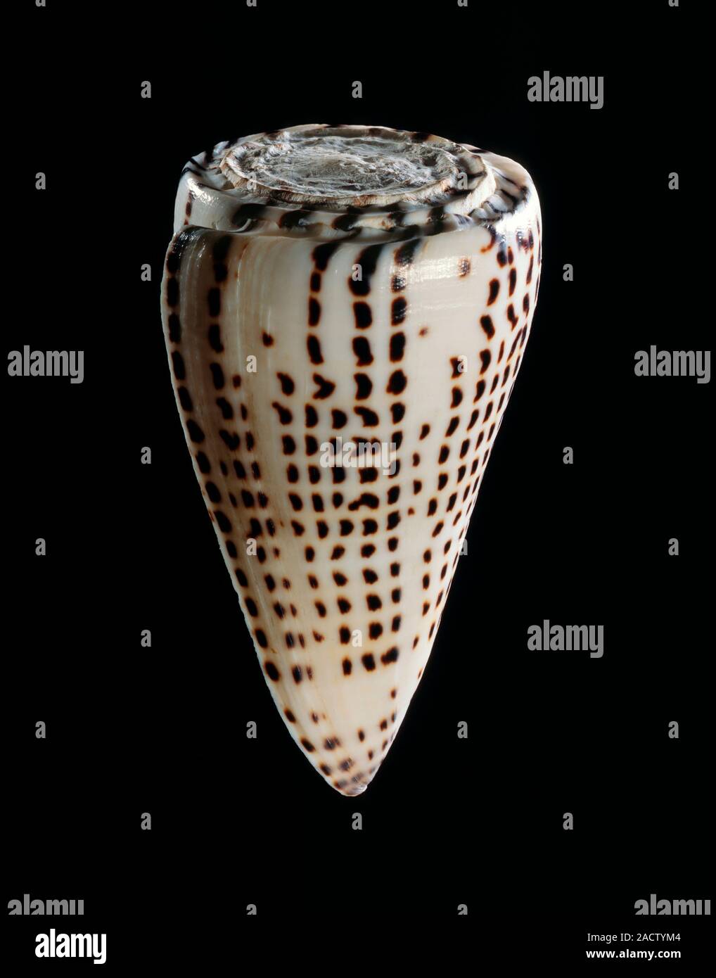 Cône de lettrés shell. Lettres d'un shell (shell cône Conus litteratus ...