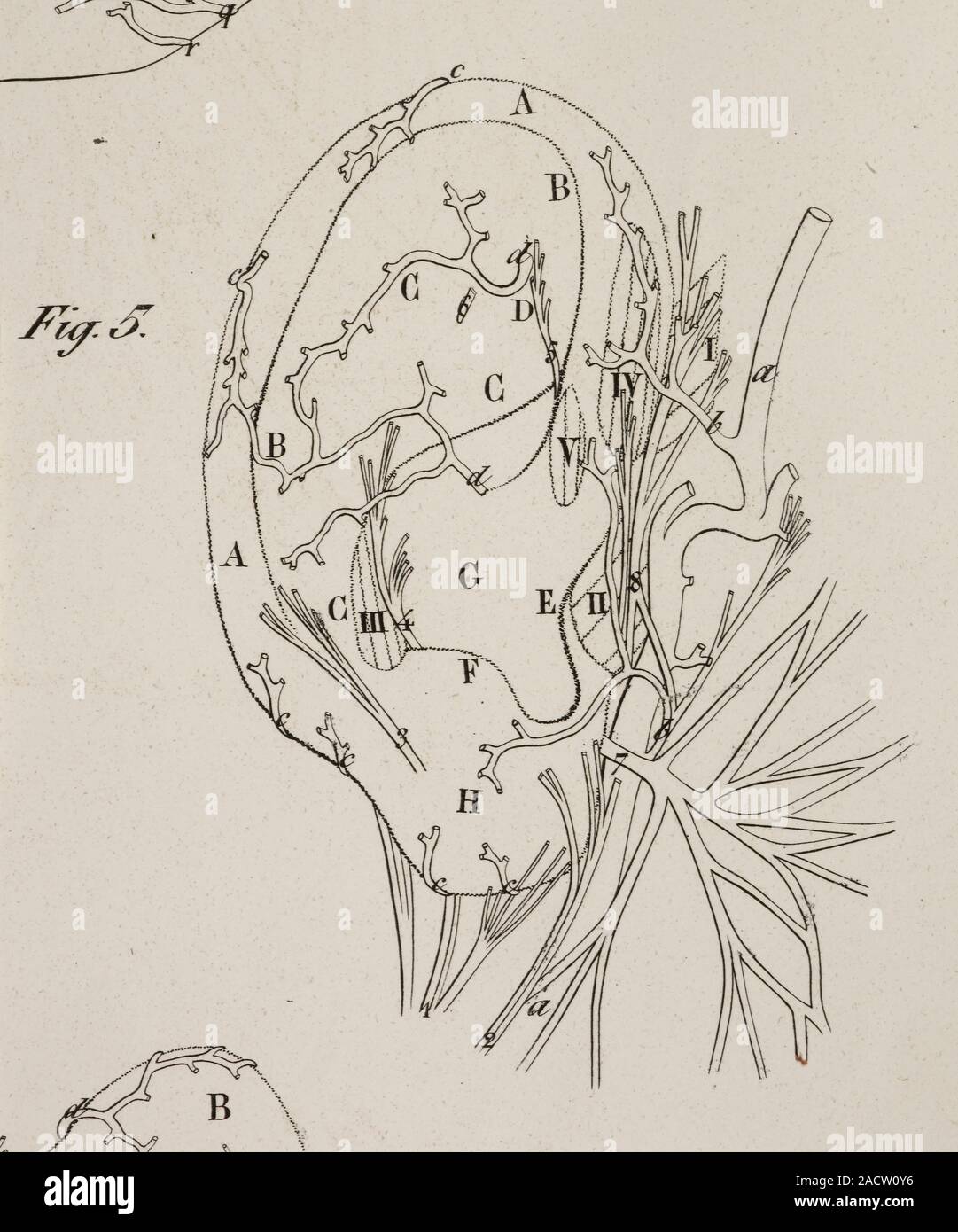 Dessin anatomique, l'oreille, le système circulatoire, anatomique ...