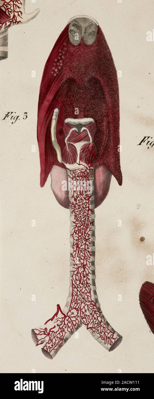 Dessin anatomique, Voicebox, larynx, trachée, trachée, la glande ...