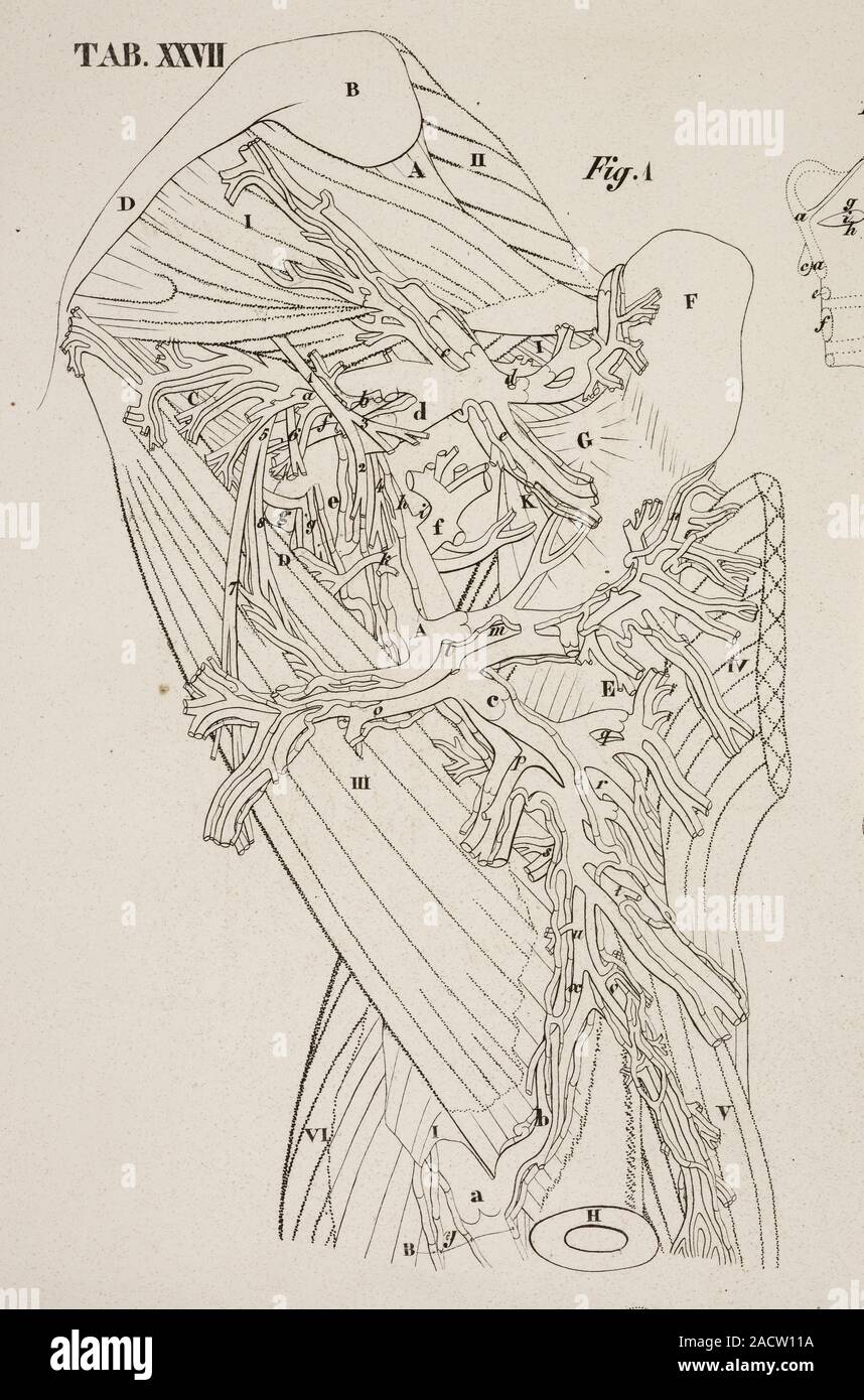 Dessin anatomique, système circulatoire, système musculaire, anatomique ...