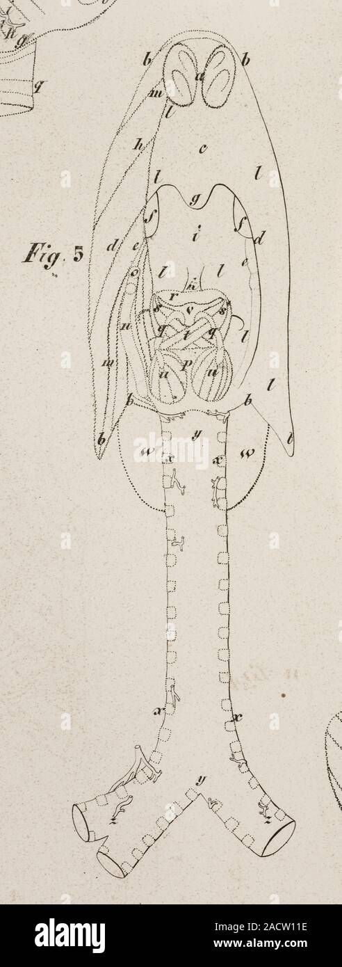 Dessin anatomique, Voicebox, larynx, trachée, trachée, la glande ...