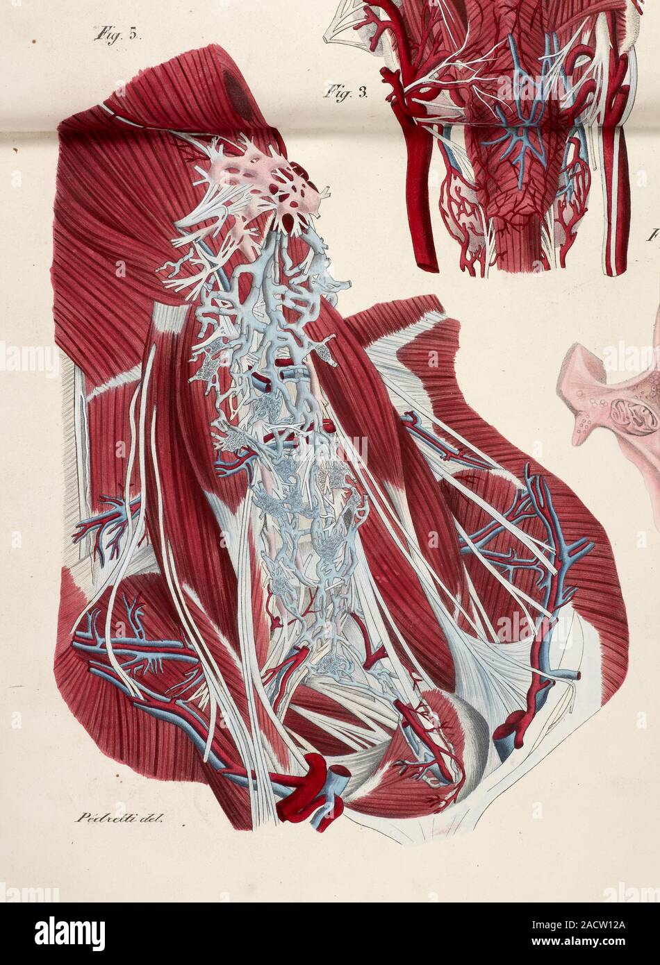 Dessin anatomique, système musculaire, les nerfs, anatomique imprimer ...