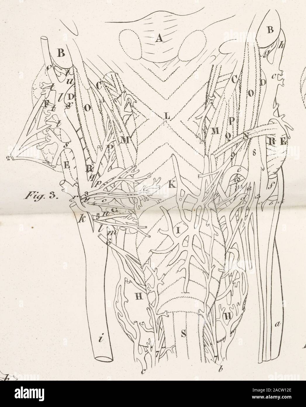Dessin anatomique, système musculaire, anatomique imprimer du corps ...