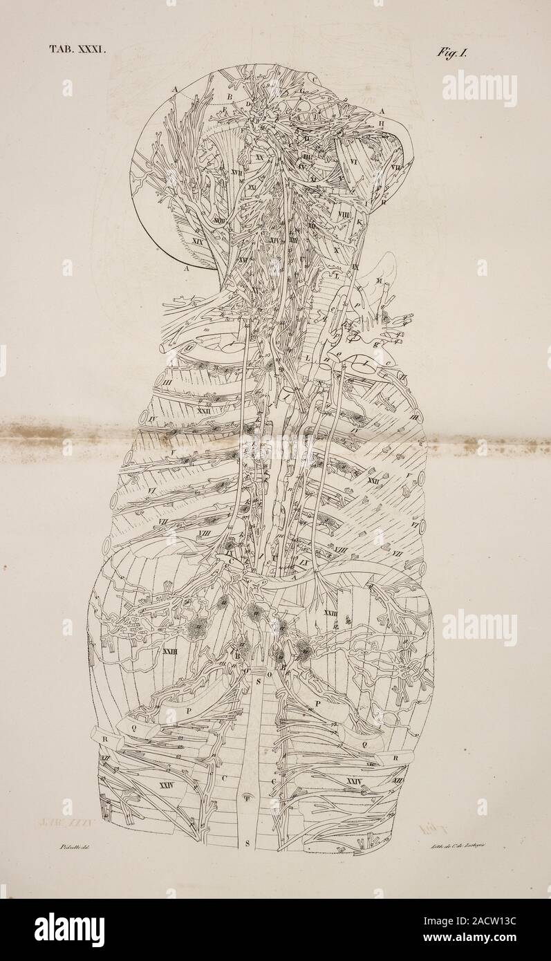 Dessin anatomique, tête, épaules, Thorax, de la colonne vertébrale, le ...