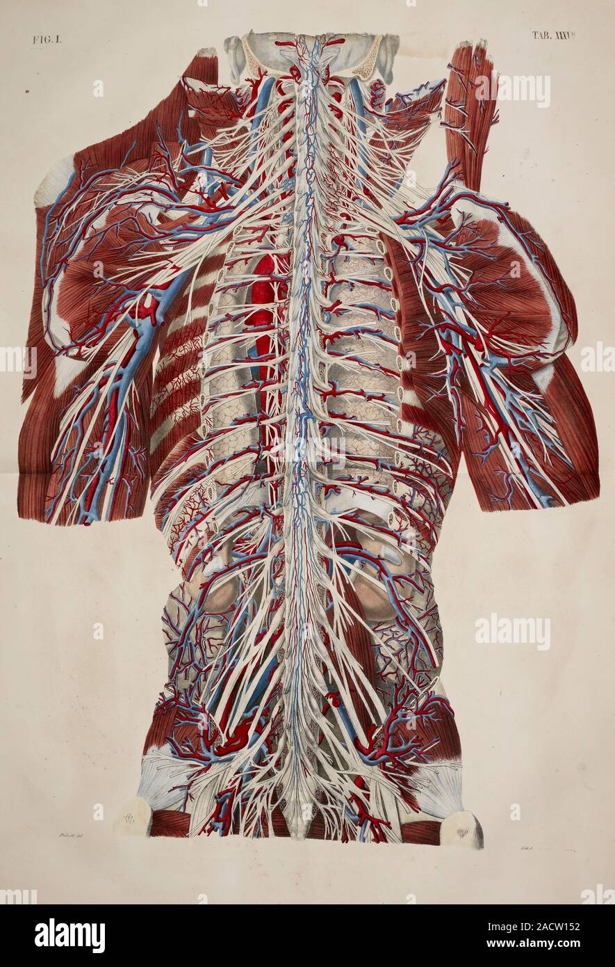 Dessin anatomique, le cou, le thorax, les épaules, la colonne ...