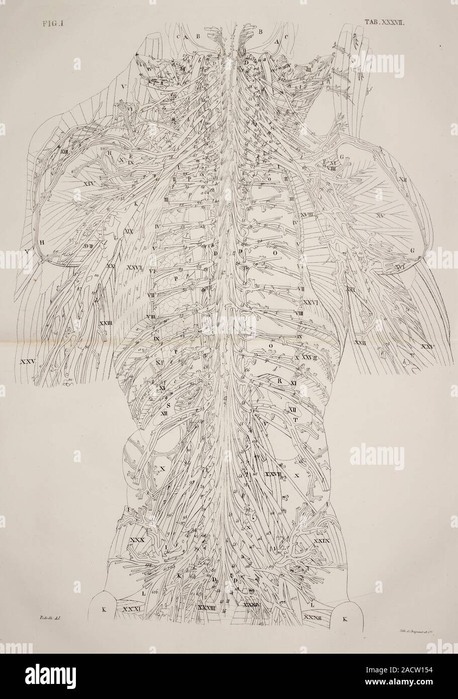 Dessin anatomique, le cou, le thorax, les épaules, la colonne ...