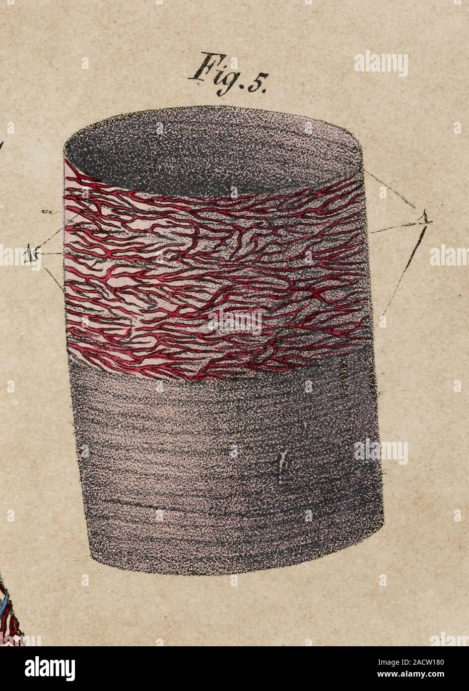 Dessin anatomique, anatomique imprime du corps humain avec les ...