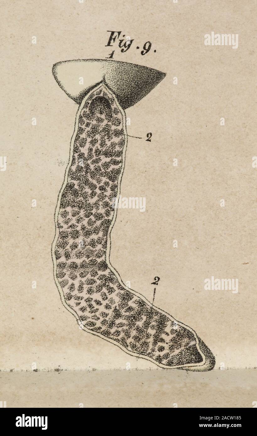 Dessin anatomique, appendice, anatomique imprimer du corps humain avec ...