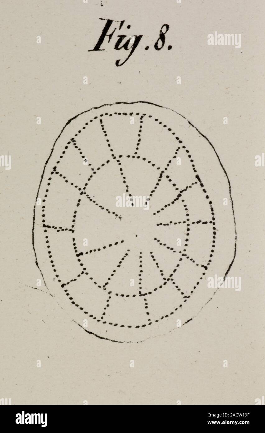Dessin anatomique, anatomique imprime du corps humain avec les ...