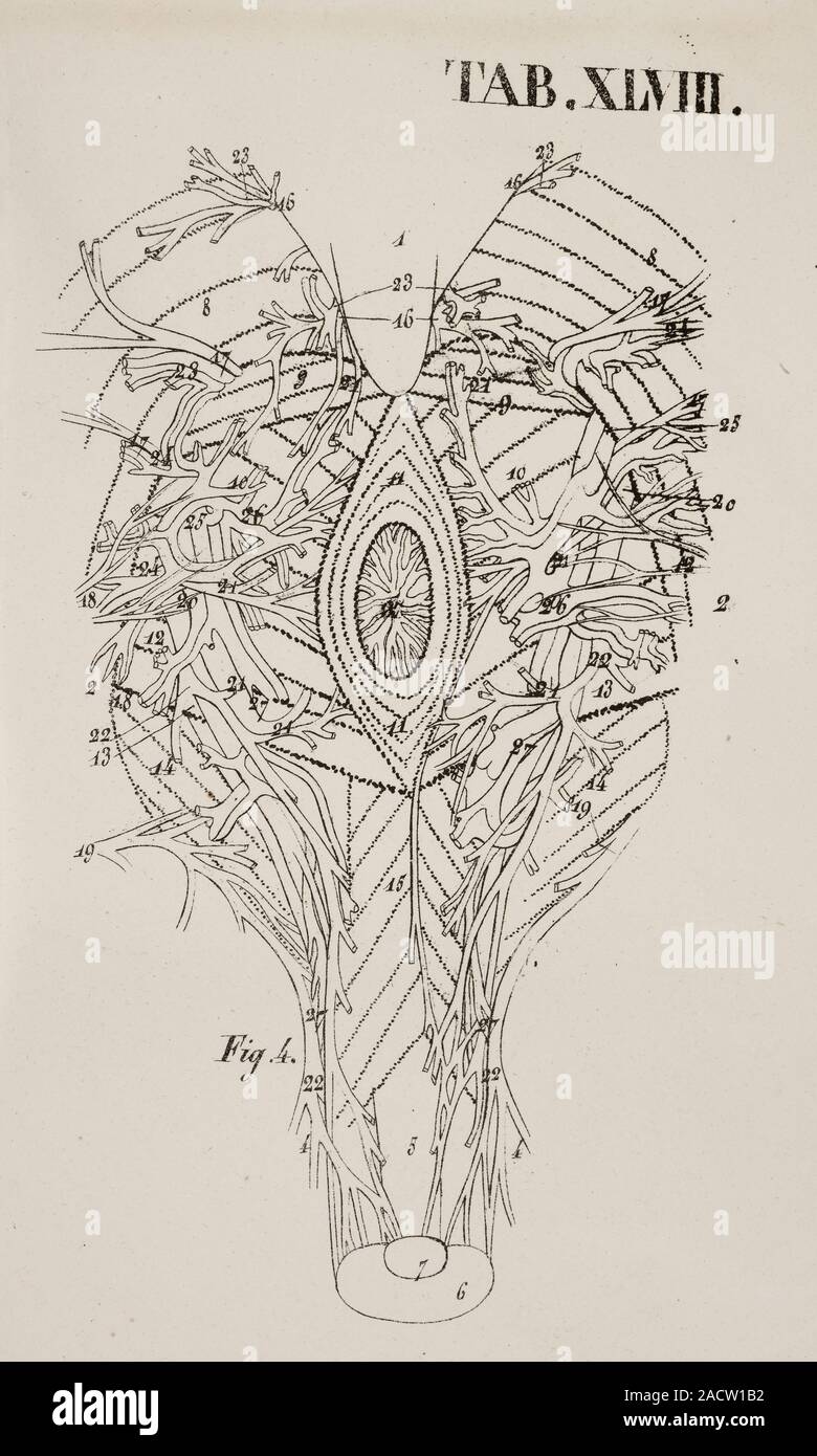 Dessin anatomique, le système circulatoire, anatomique imprimer du ...