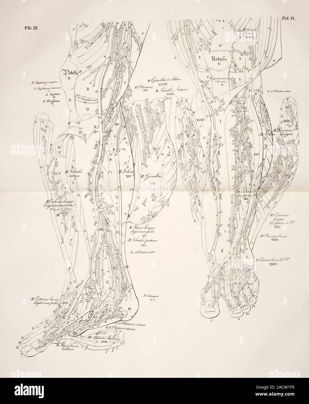 Dessin anatomique du système musculaire, des tendons, système ...