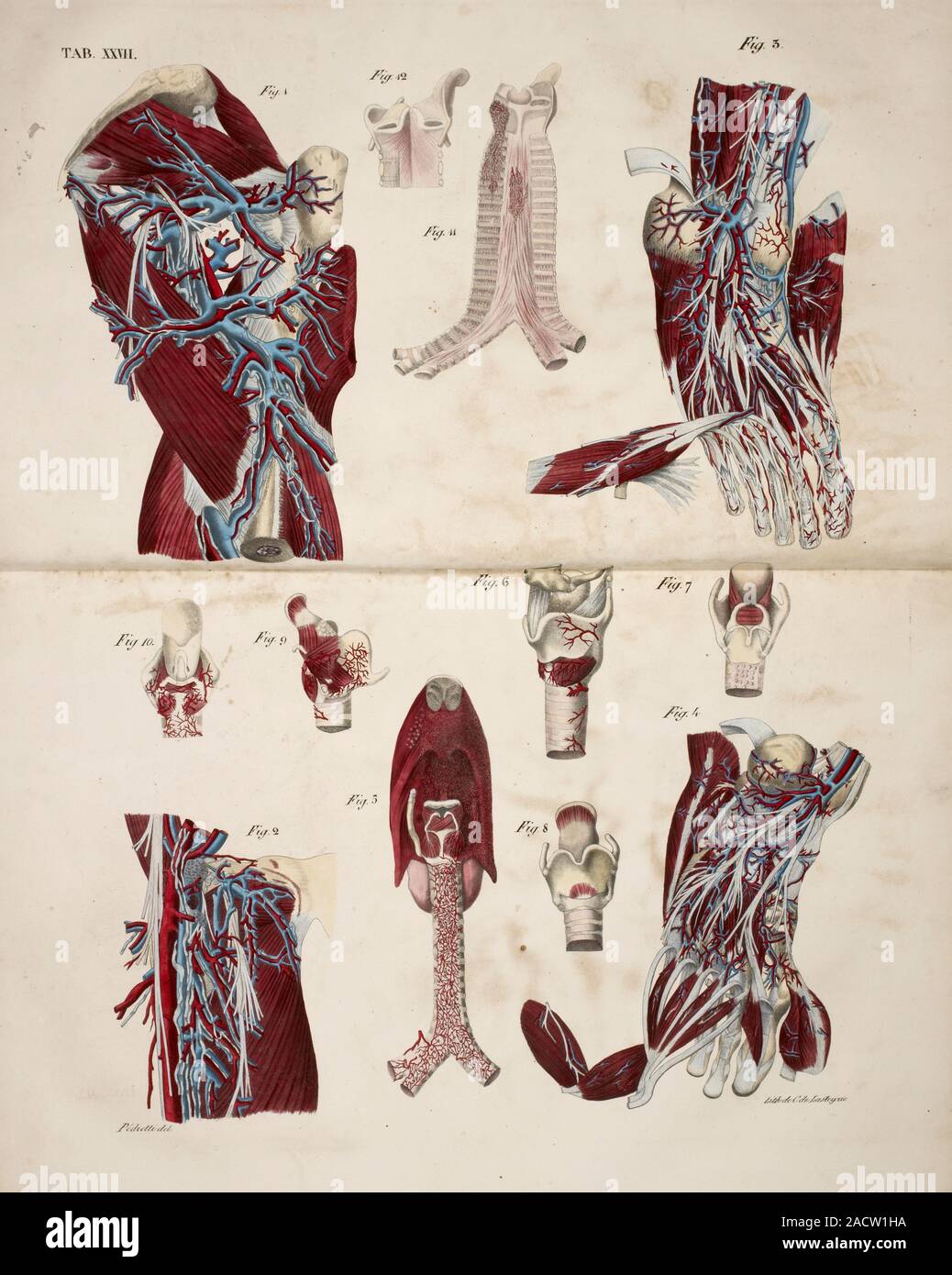 Dessin anatomique du système musculaire, des tendons, de la circulation ...