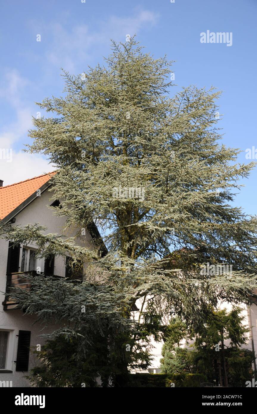 Cedrus libani Banque de photographies et d’images à haute résolution - Alamy