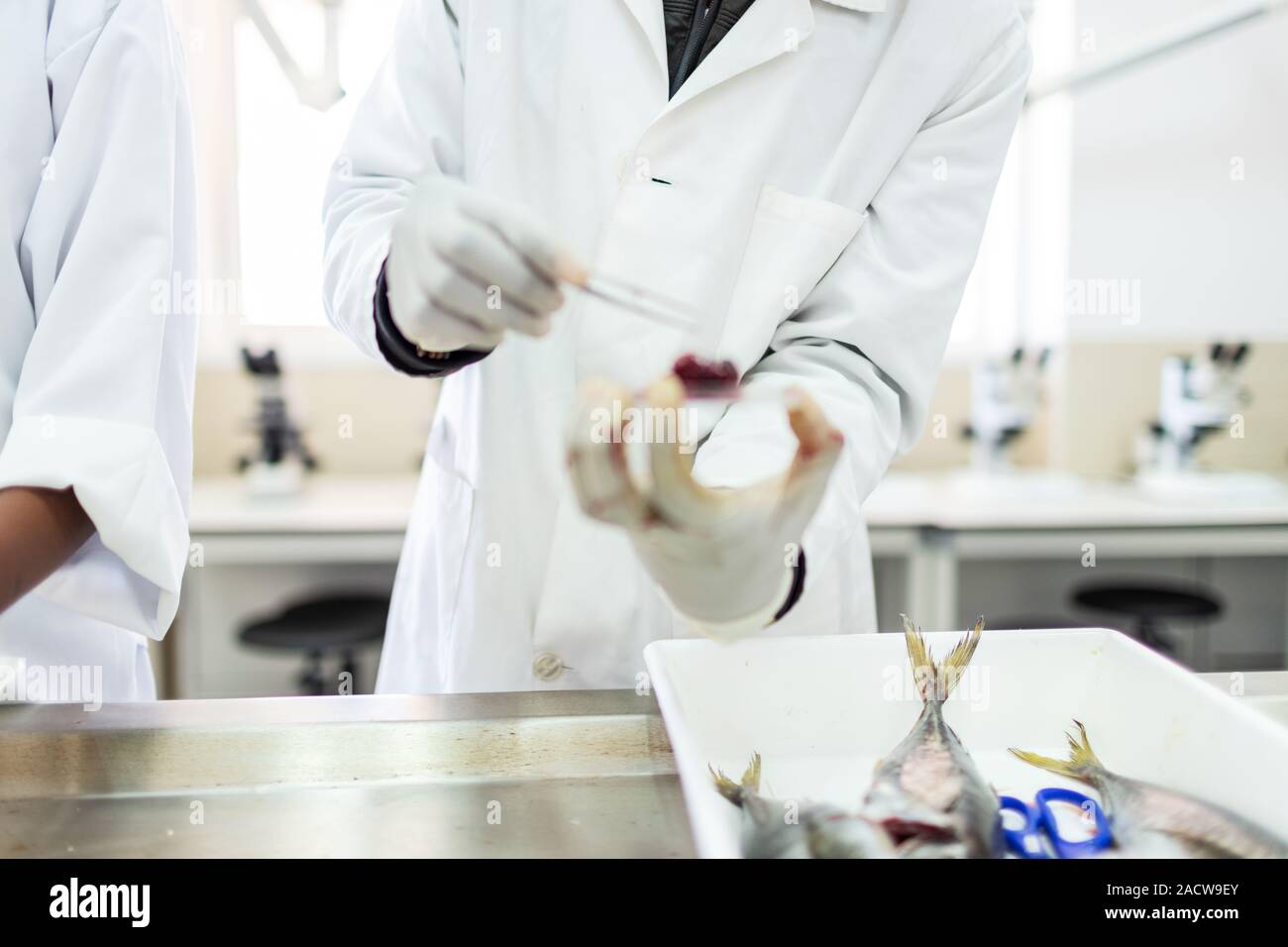 L'intérieur du poisson d'être testé en laboratoire, test de qualité ...