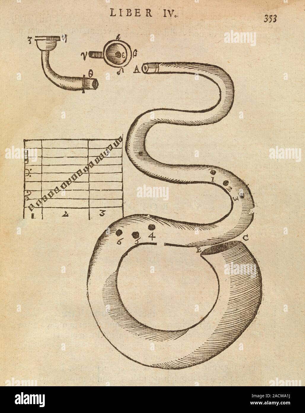 Serpent. 17ème siècle Illustration d'un serpent, un trompette déroulée ...