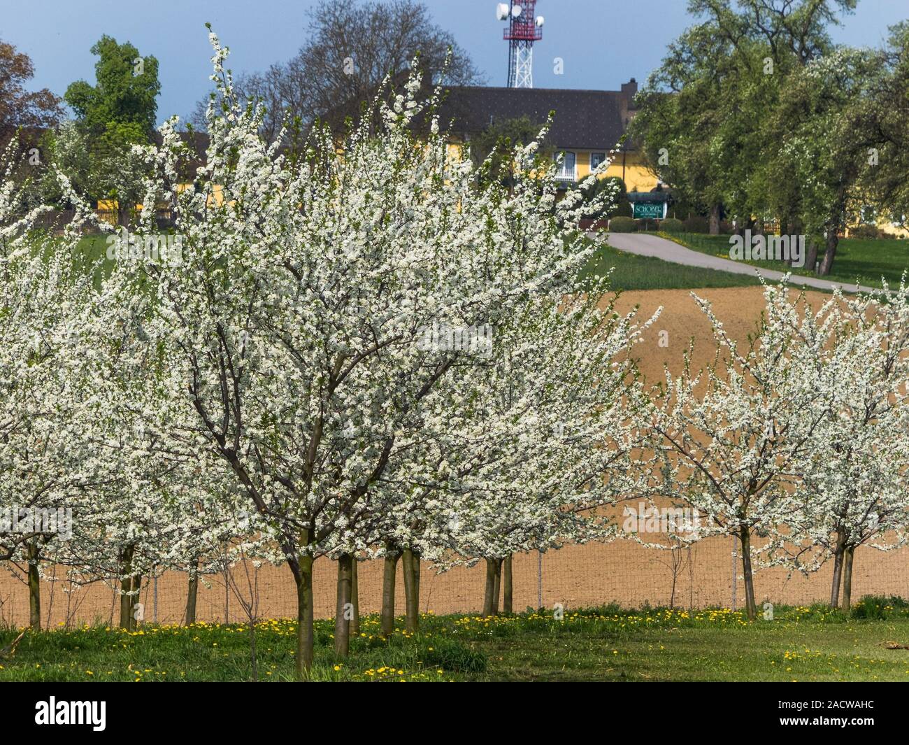 Arbres fruitiers en fleurs Banque de photographies et d’images à haute ...