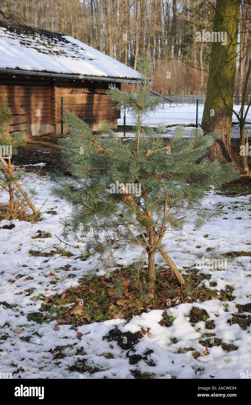 Pinus sylvestris flower cone Banque de photographies et d’images à ...