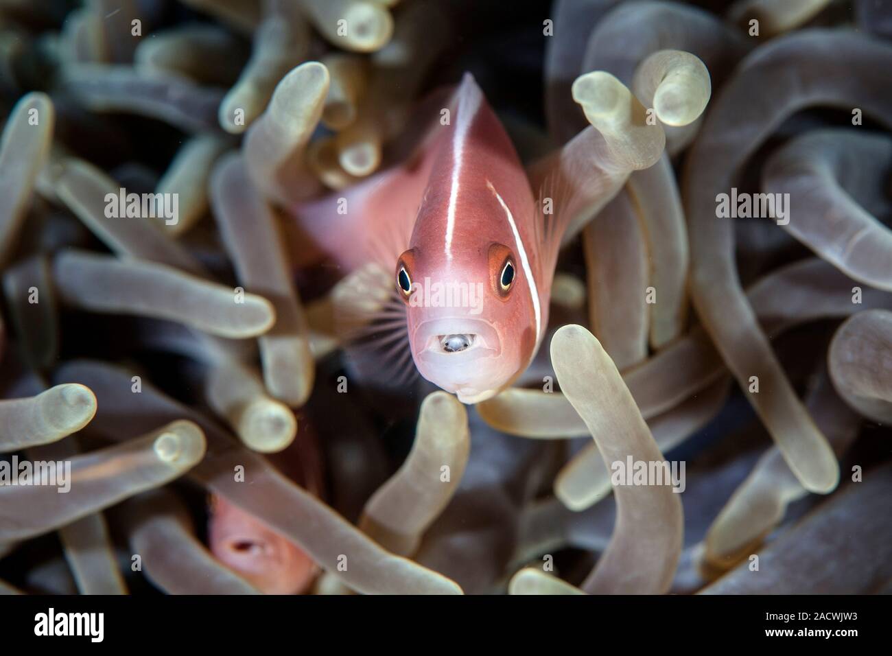 Poisson clown (Amphiprion perideraion rose) et de la langue chez le ...