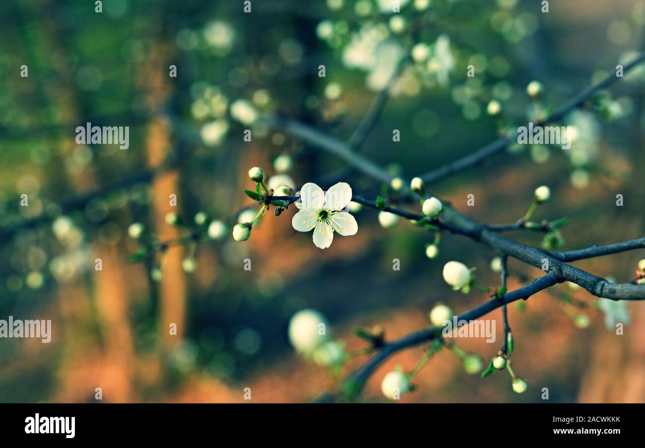 Nature plante fleurs Banque de photographies et d’images à haute ...