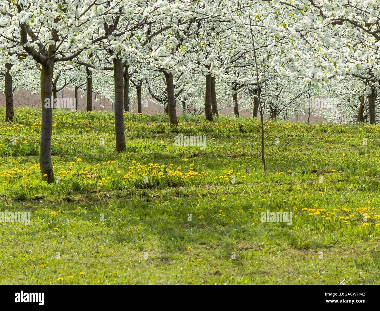 Arbres fruitiers en fleurs Banque de photographies et d’images à haute ...