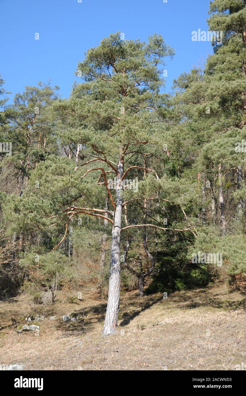 Pinus sylvestris flower cone Banque de photographies et d’images à ...