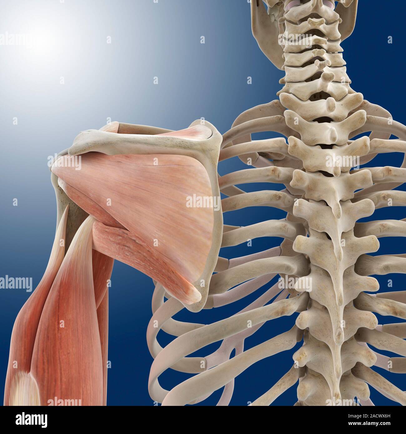 Anatomie de l'épaule et du bras. Artwork d'une vue arrière (postérieur ...