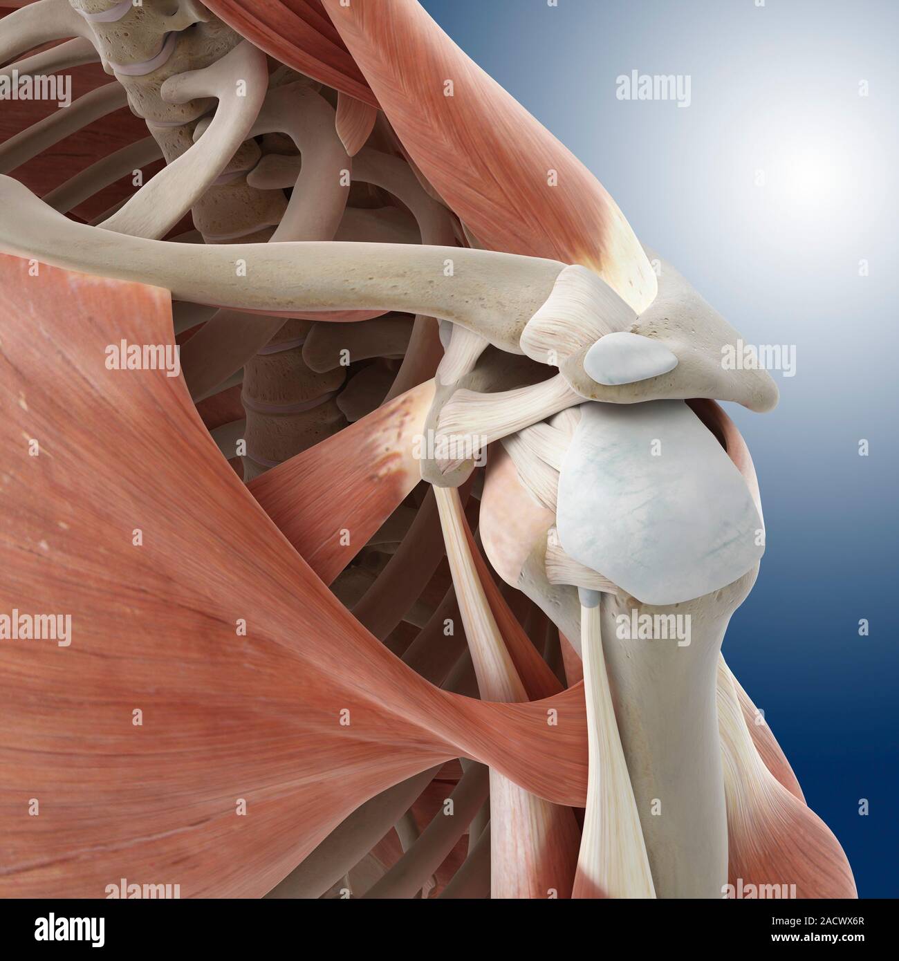 Anatomie de l'épaule. Artwork d'une antérieure gauche oblique vue du ...