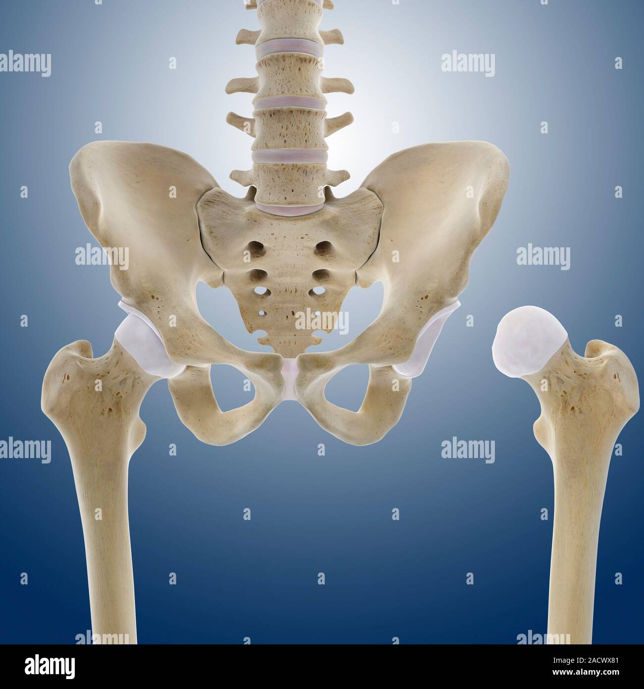 Anatomie de la hanche. Illustrations d'une vue frontale de l'os et du ...